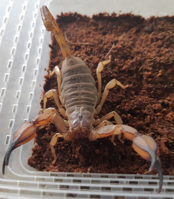 Flinders Ranges Scorpion (Urodacus elongatus) – Aquabird Toowoomba
