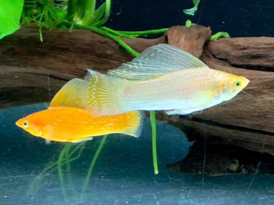 Keeping Mollies – Aquabird Toowoomba